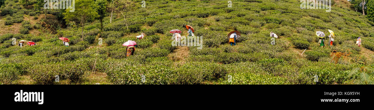 Tour of Makai Bari Tea Estate Stock Photo - Alamy