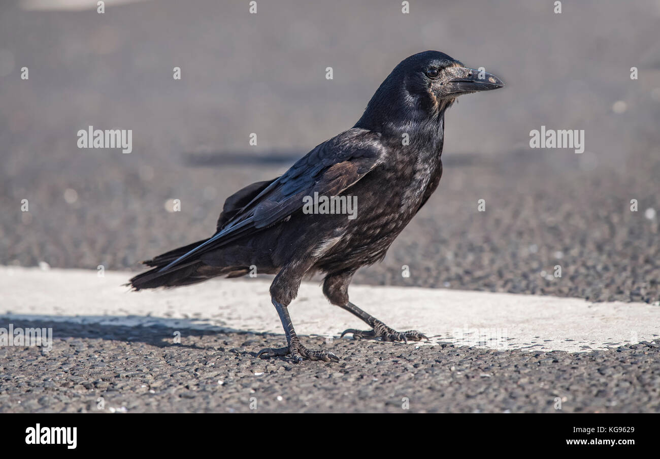 Crow Road Scotland High Resolution Stock Photography and Images - Alamy