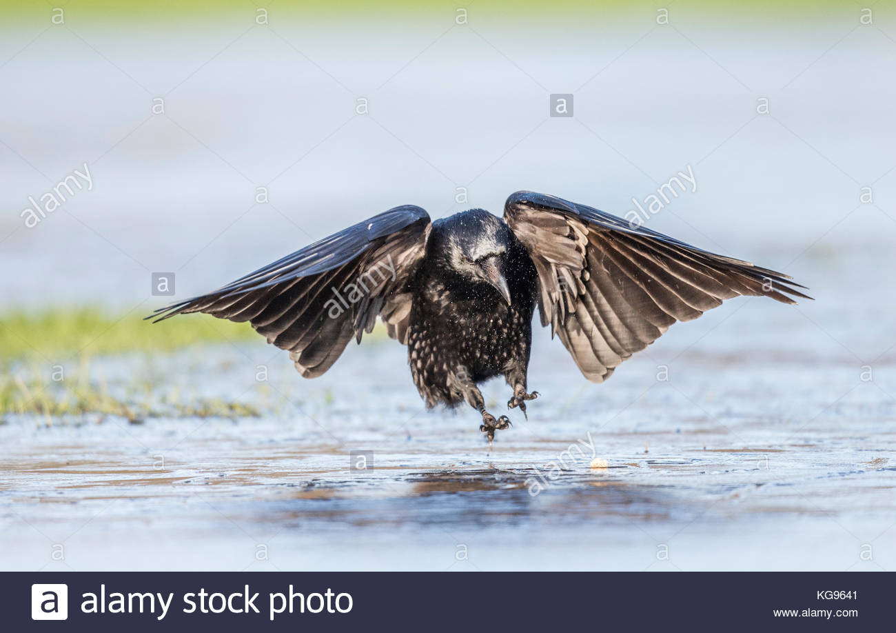 Crow Landing Stock Photos & Crow Landing Stock Images - Alamy