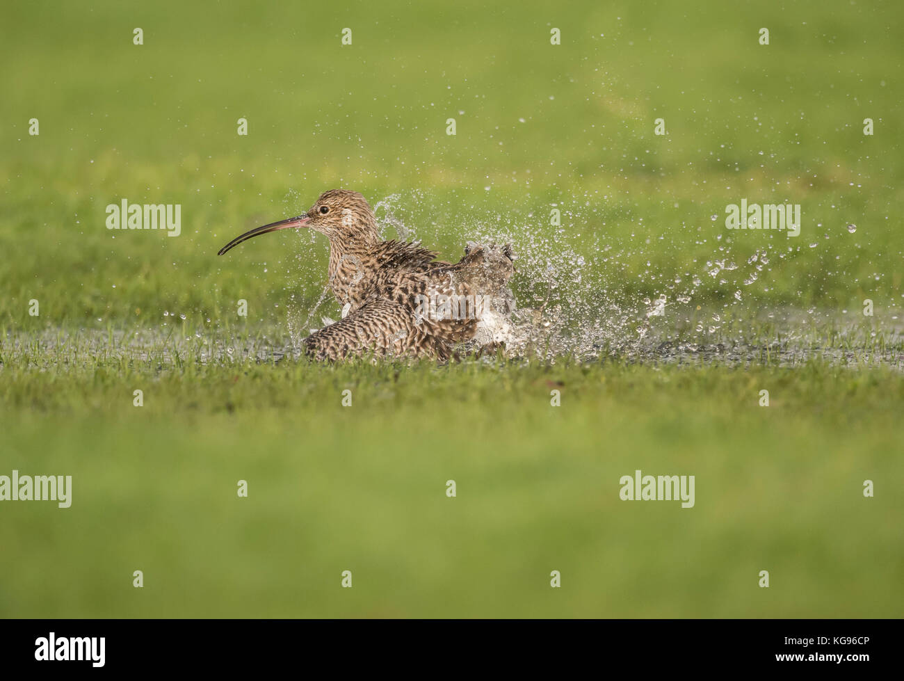 Wading splash hi-res stock photography and images - Alamy