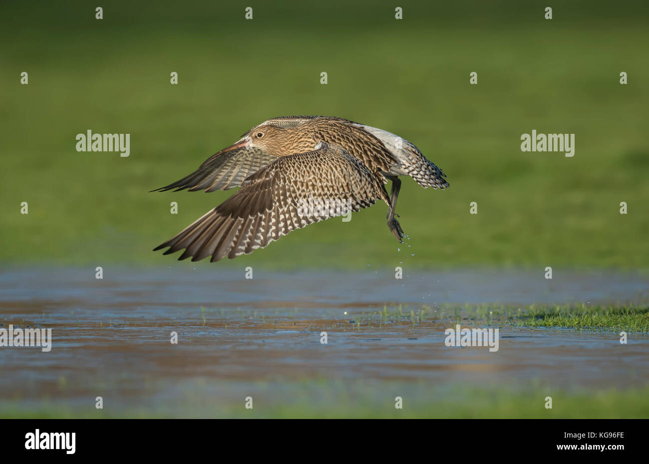 Flying curlew uk hi-res stock photography and images - Alamy