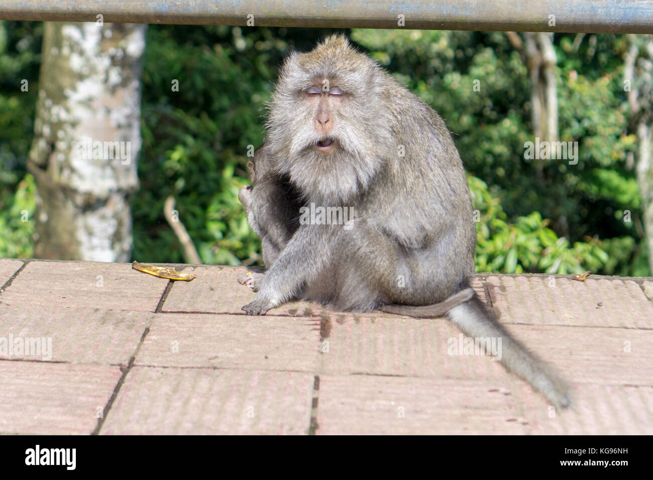 Munduk - Monkeys Stock Photo - Alamy