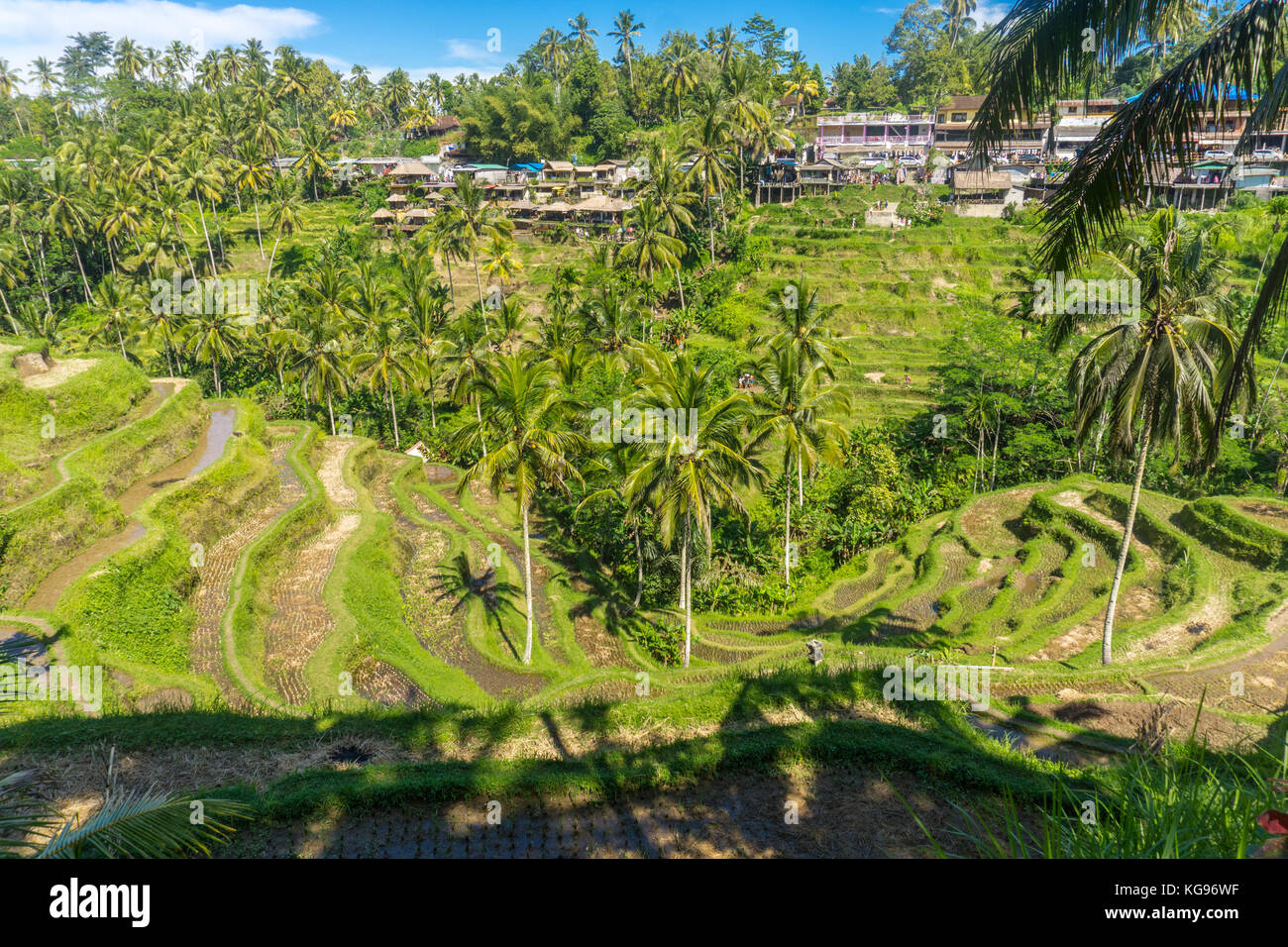 Tegalalang Rice Terraces Stock Photo - Alamy