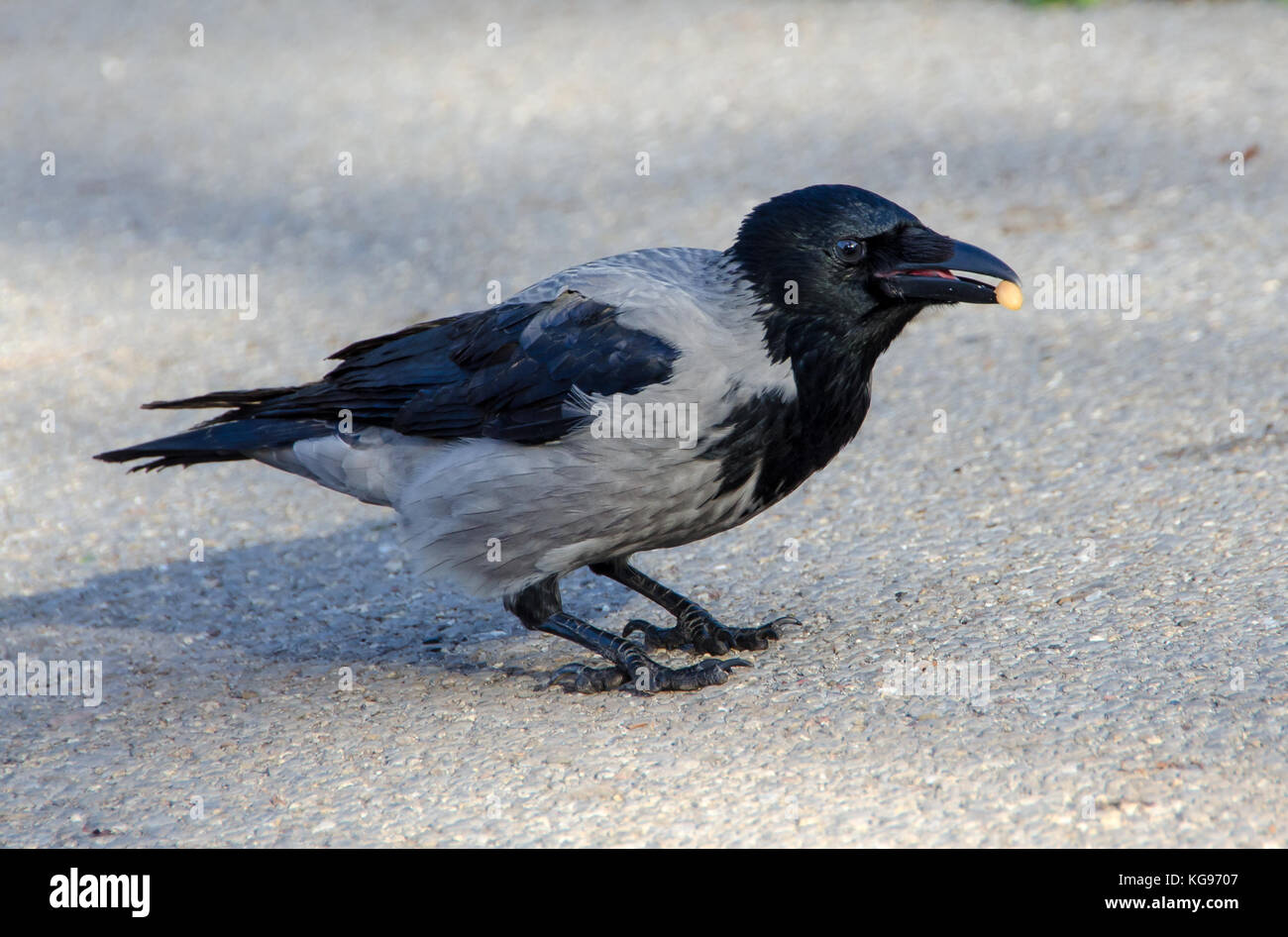 Hooded grey crow in Borisov Park, Sofia, Bulgaria Stock Photo - Alamy