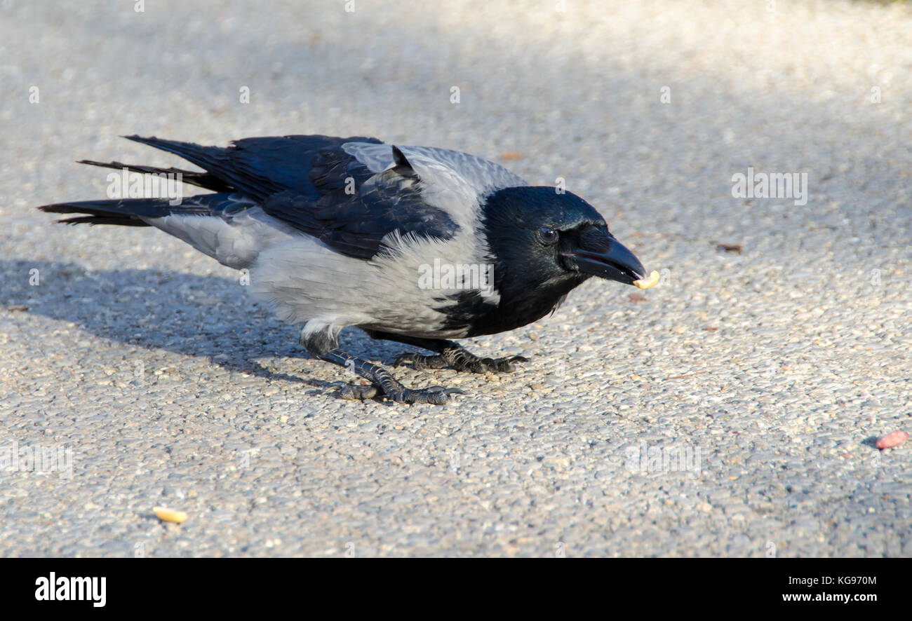 Hooded grey crow in Borisov Park, Sofia, Bulgaria Stock Photo - Alamy