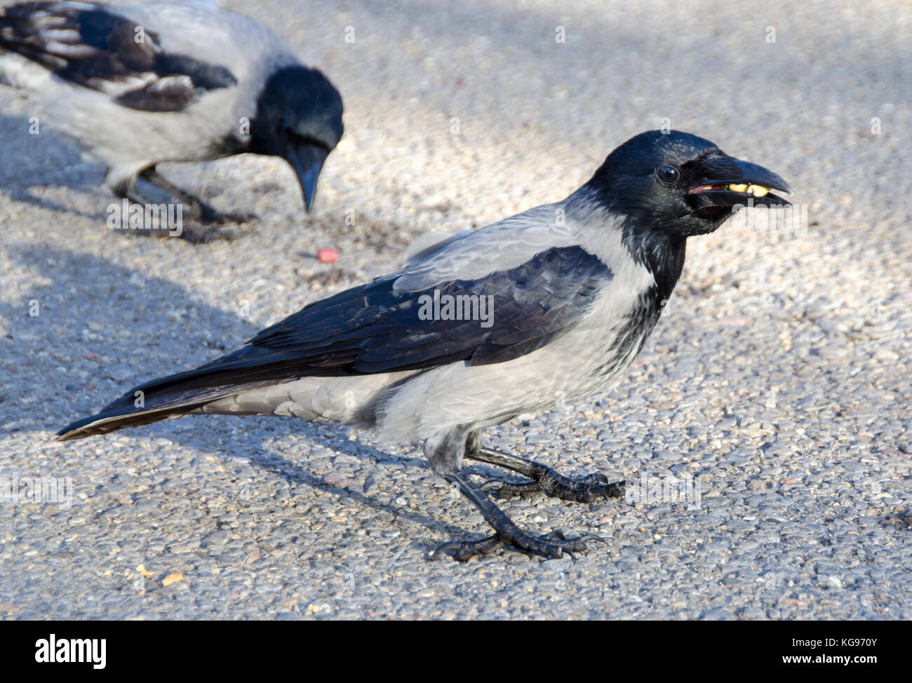 Hooded grey crow in Borisov Park, Sofia, Bulgaria Stock Photo - Alamy