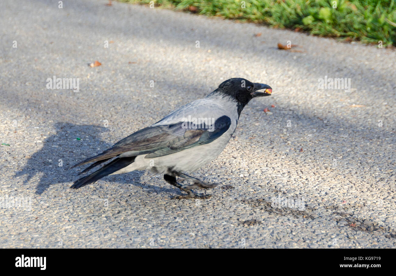 Hooded grey crow in Borisov Park, Sofia, Bulgaria Stock Photo - Alamy