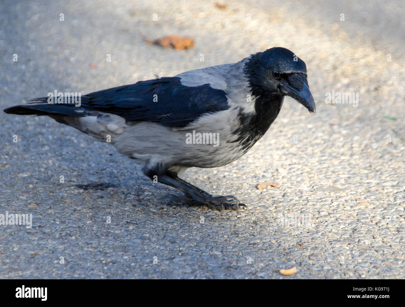 Grey crow hi-res stock photography and images - Alamy