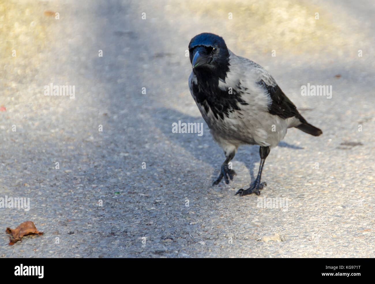 Hooded grey crow in Borisov Park, Sofia, Bulgaria Stock Photo - Alamy