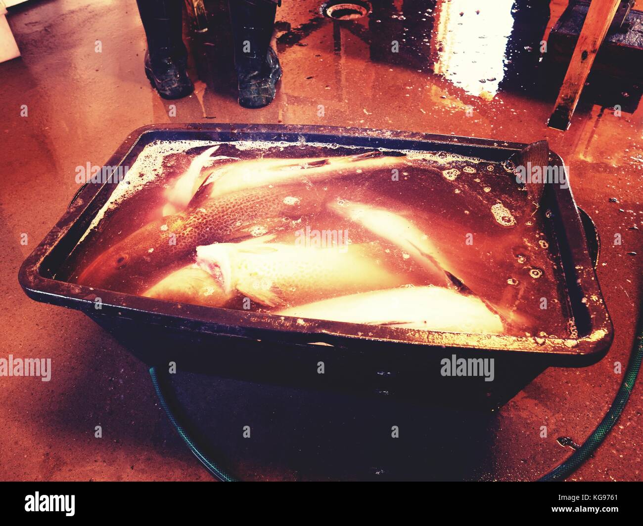 Fish slaughterhouse hi-res stock photography and images - Alamy