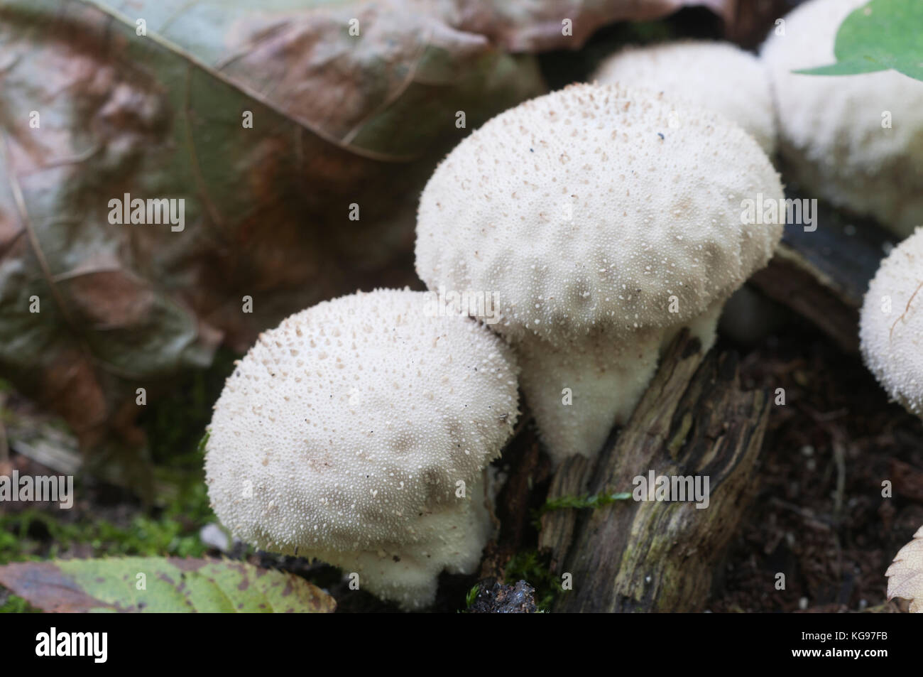 Puffball lycoperdon sp hi-res stock photography and images - Alamy