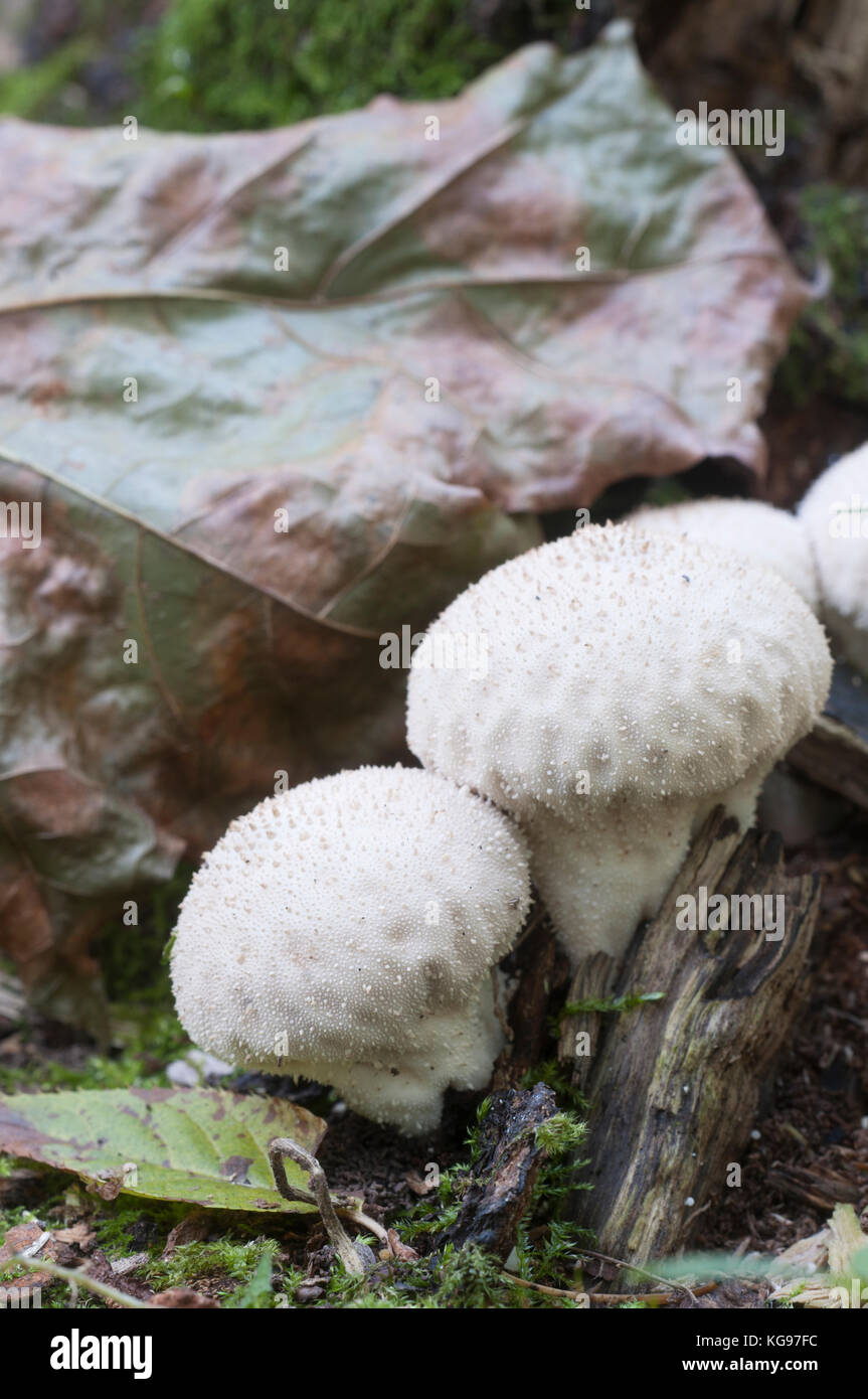 Old puffball hi-res stock photography and images - Alamy