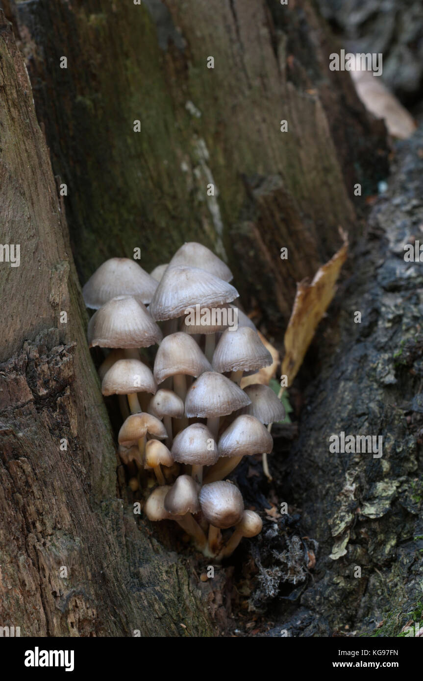 Mycena sp mushrooms on an old stump, closeup Stock Photo - Alamy