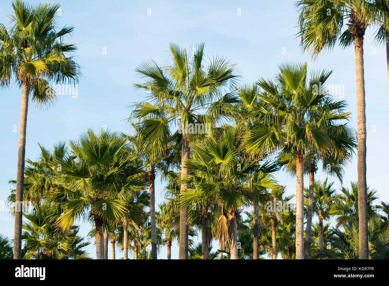 Palm trees and blue sky, Mallorca, Spain Stock Photo - Alamy