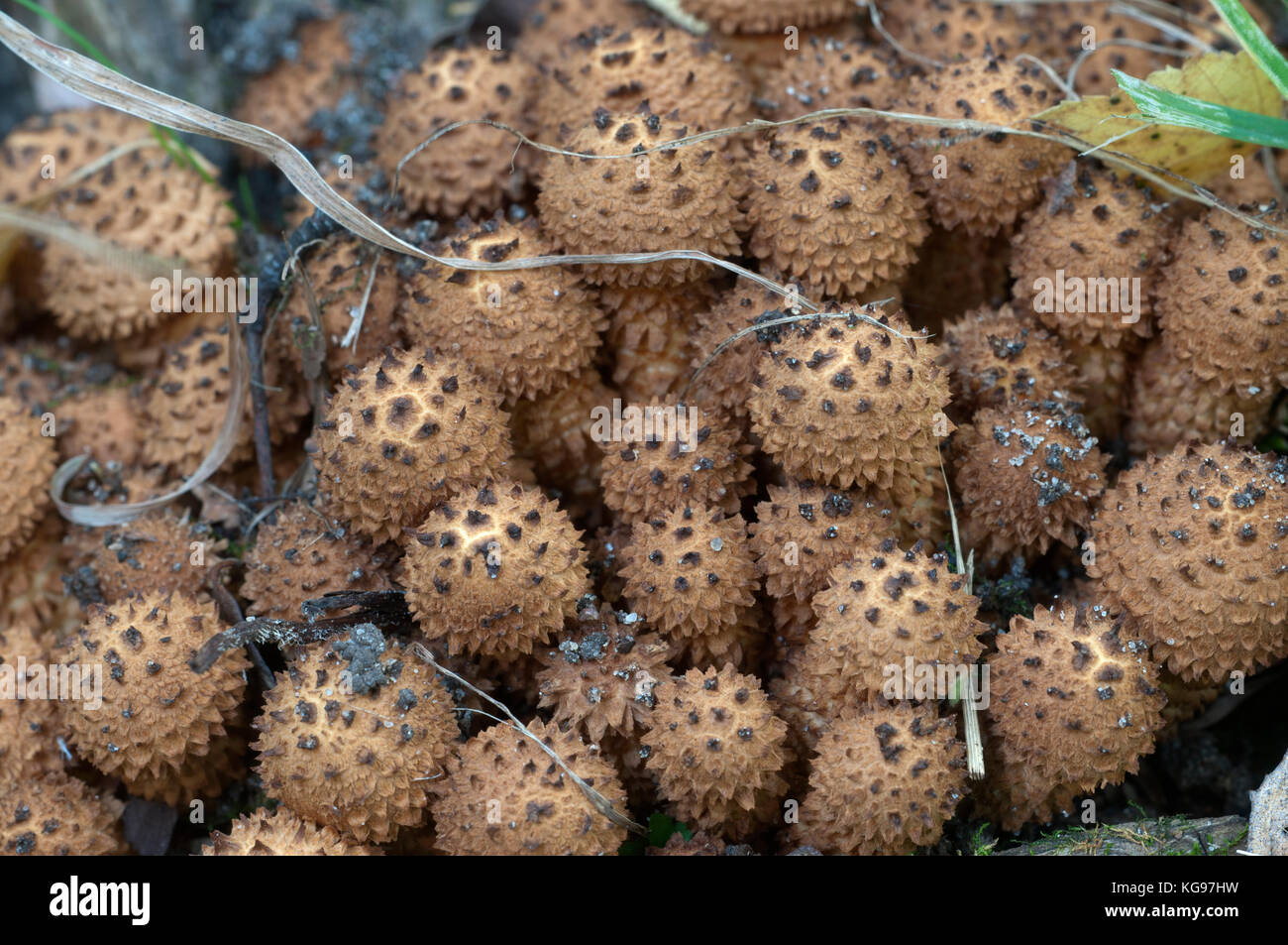 Armillaria mellea, honey fungus on an old willow tree Stock Photo - Alamy