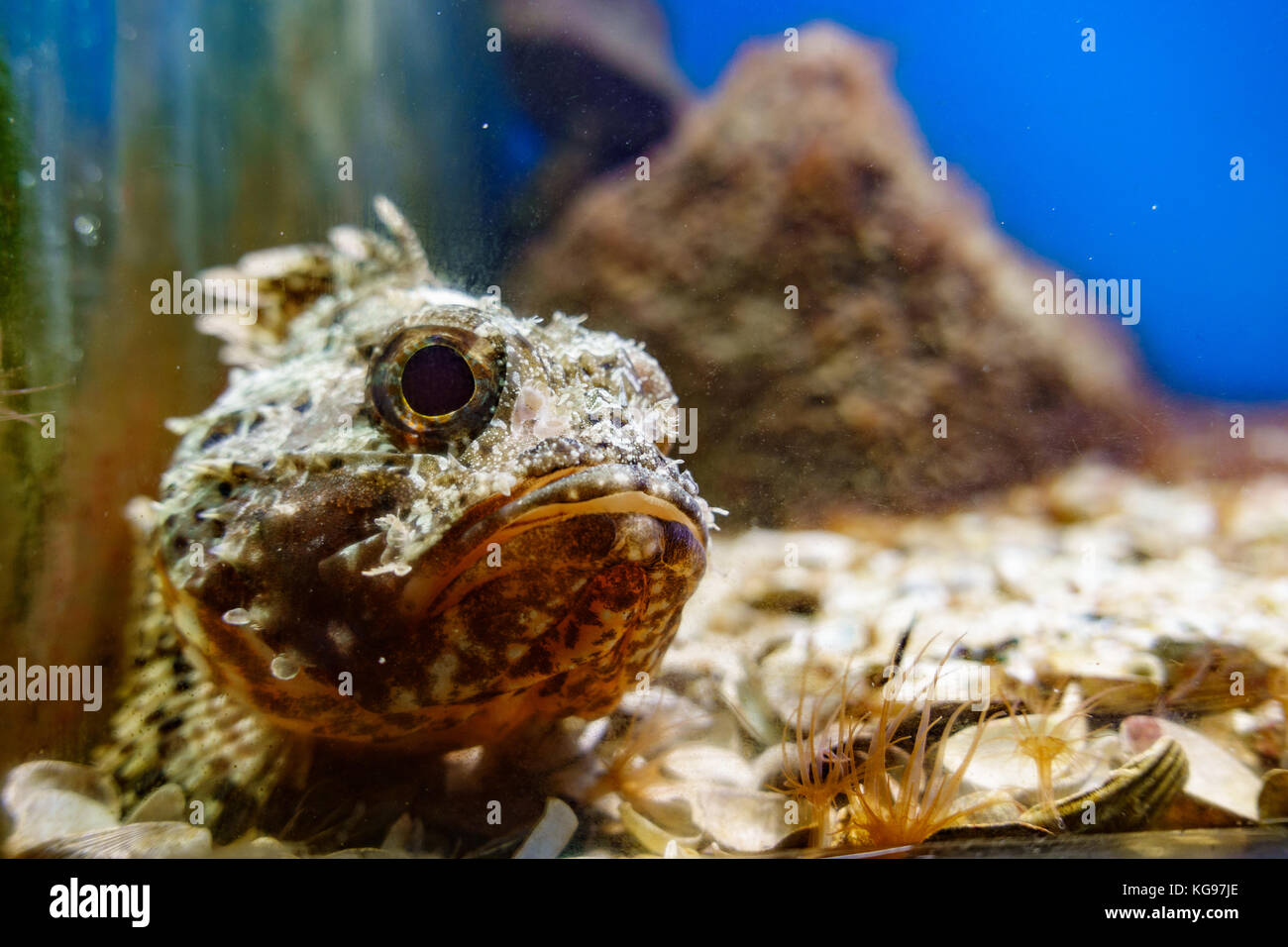 Sad fish hi-res stock photography and images - Alamy