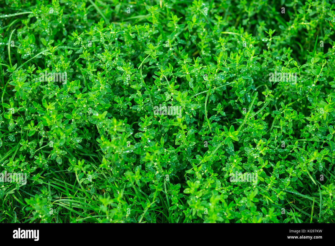 green grass with dew, background, texture dew, background, texture ...