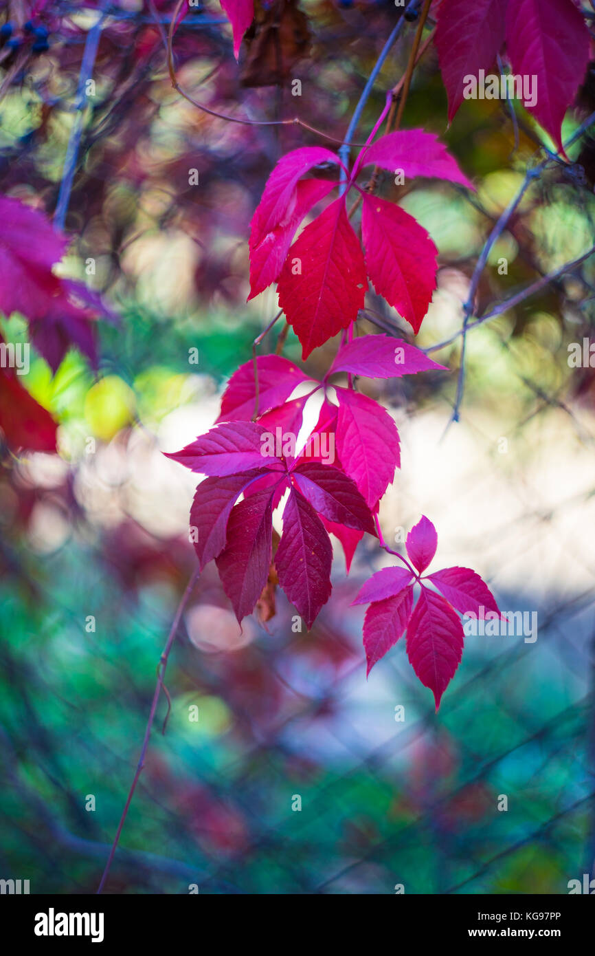 Wild grape in the garden, vacation house Stock Photo - Alamy