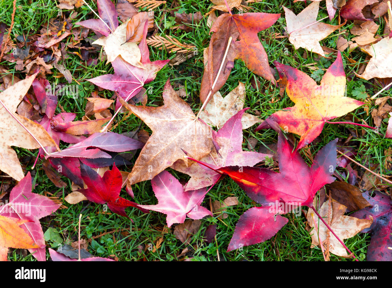 Overhead grass texture hi-res stock photography and images - Alamy