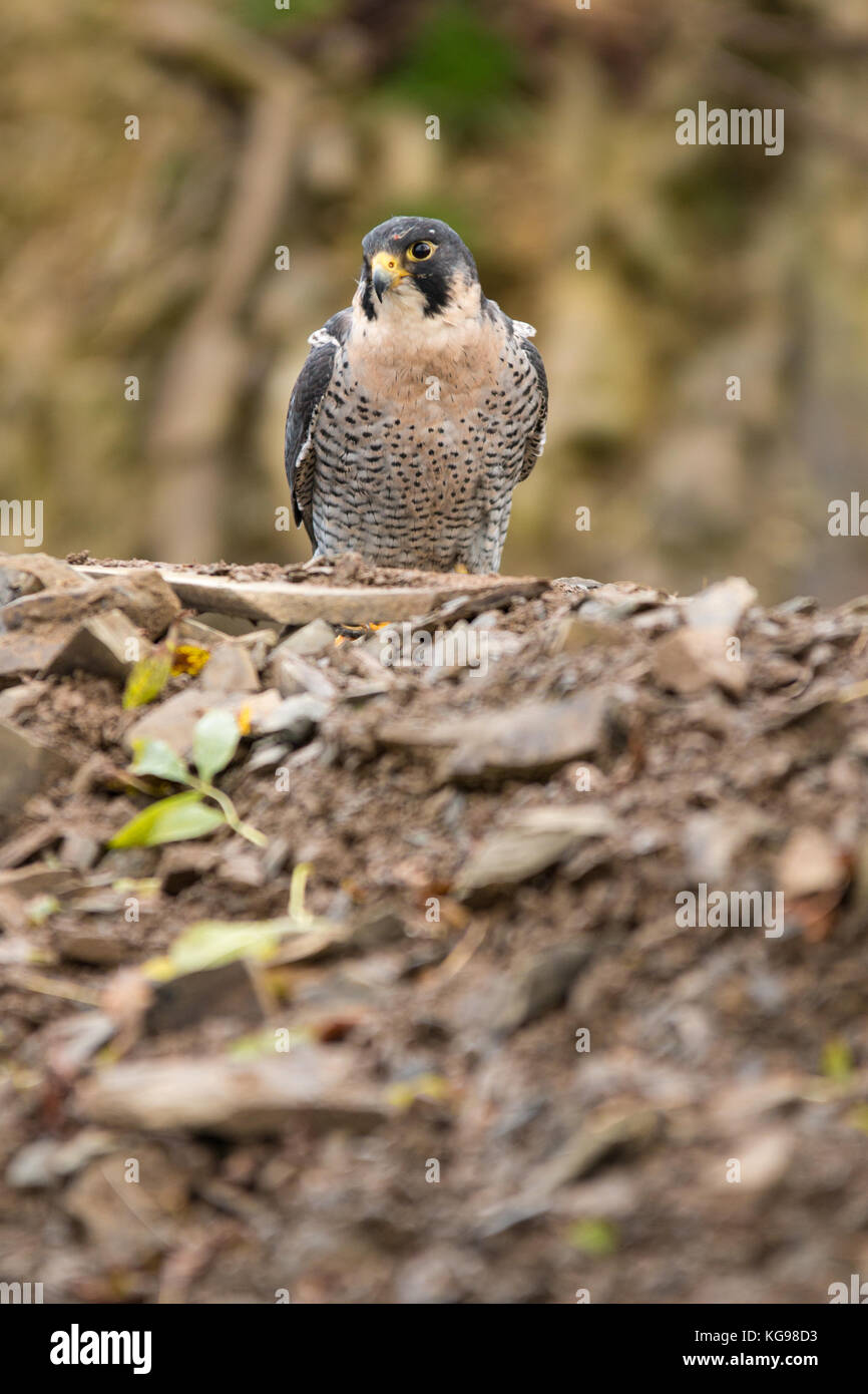 The great peregrine falcon hi-res stock photography and images - Alamy