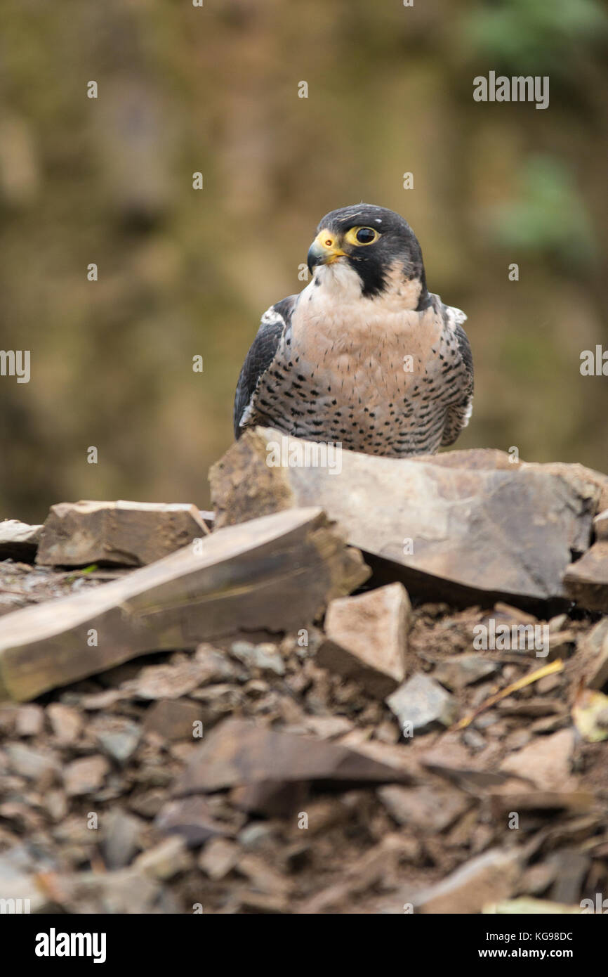 A Peregrine Falcon perching on a slate waste pile Stock Photo - Alamy