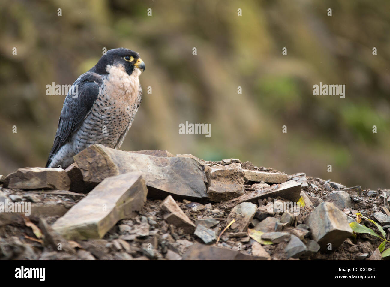 Falco peregrinus rain hi-res stock photography and images - Alamy