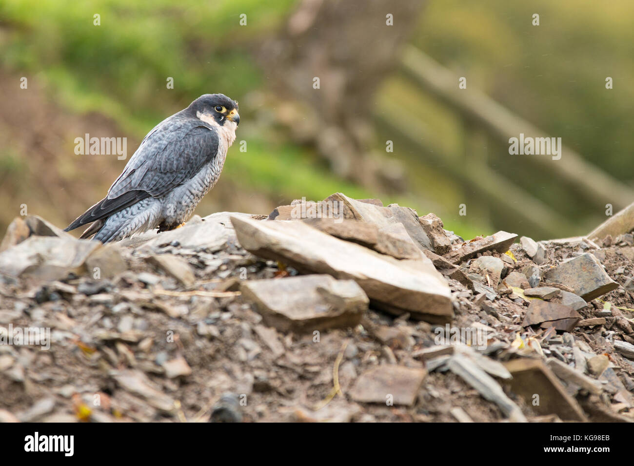 Peregrine falcon wales hi-res stock photography and images - Alamy
