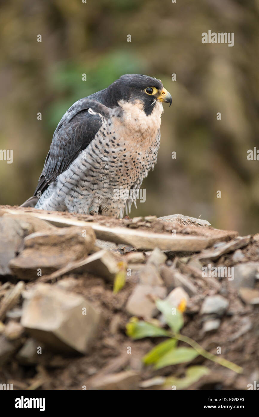 Falco peregrinus rain hi-res stock photography and images - Alamy