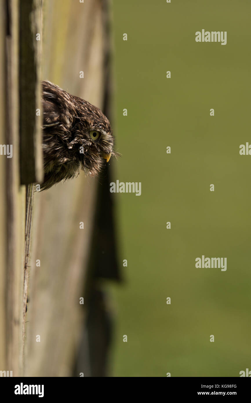 Ruffled owl hi-res stock photography and images - Alamy