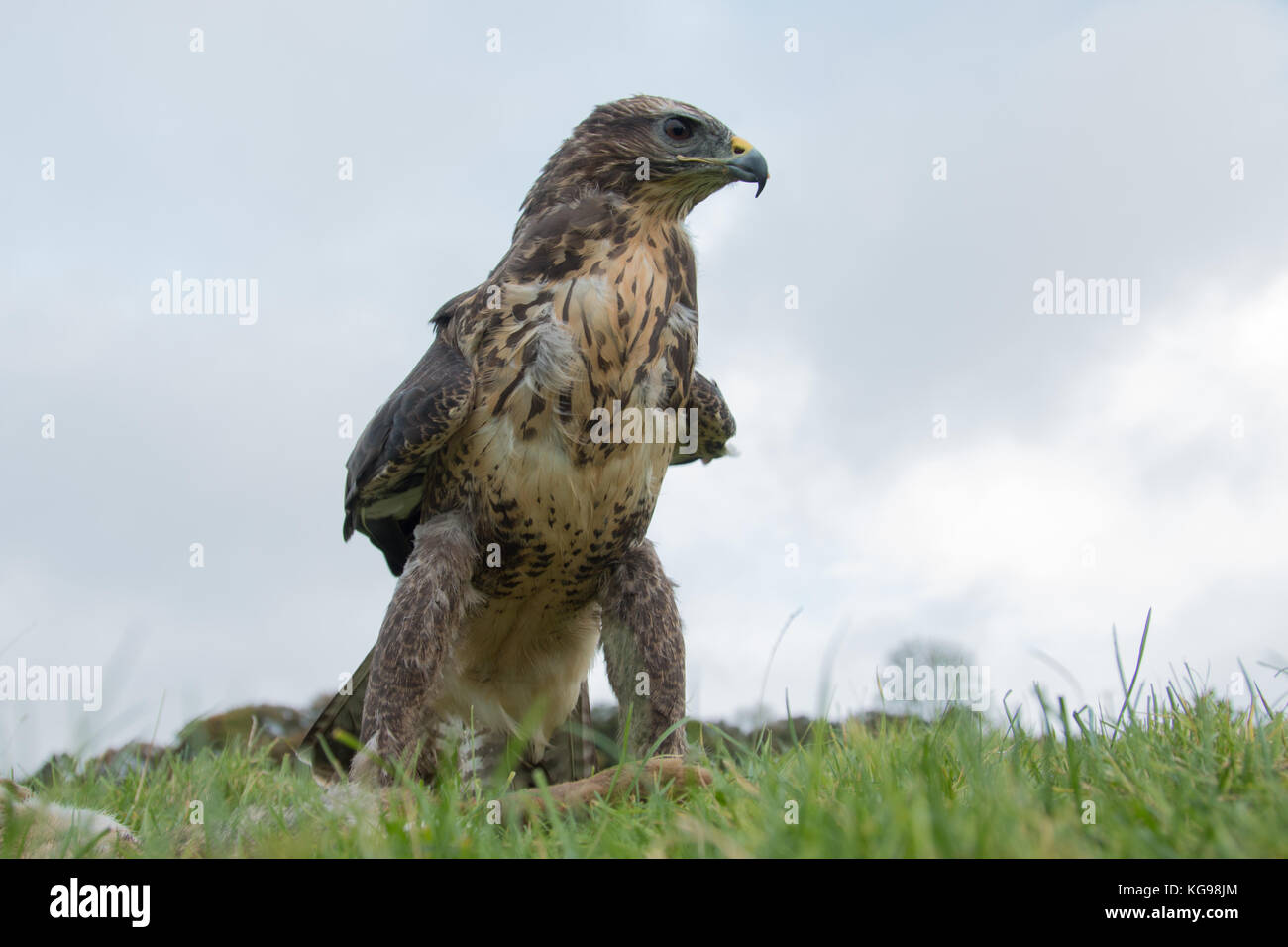 A Common Buzzard on the ground with its prey Stock Photo - Alamy