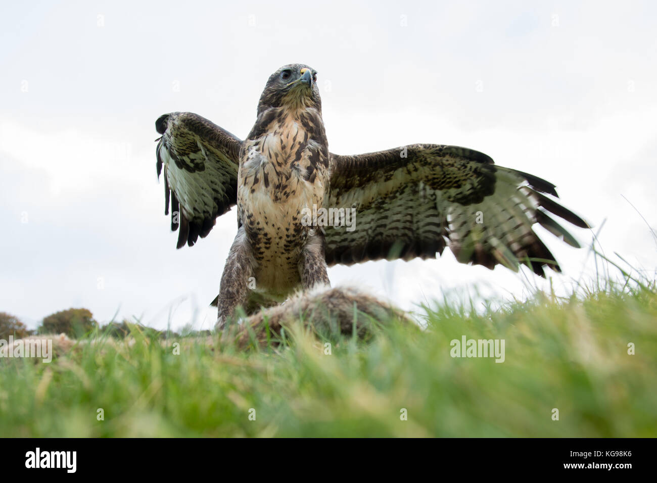 A Common Buzzard on the ground with its prey Stock Photo - Alamy