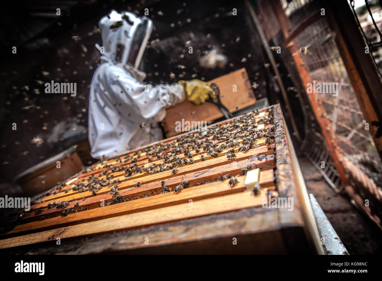 beekeeper working a honey beehive Stock Photo - Alamy