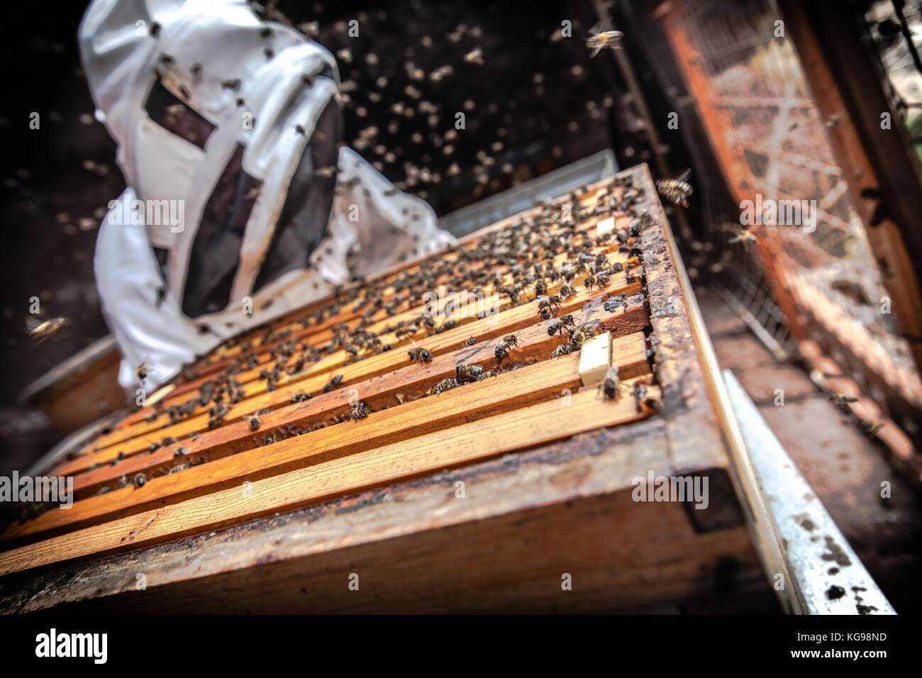 beekeeper working a honey beehive Stock Photo - Alamy