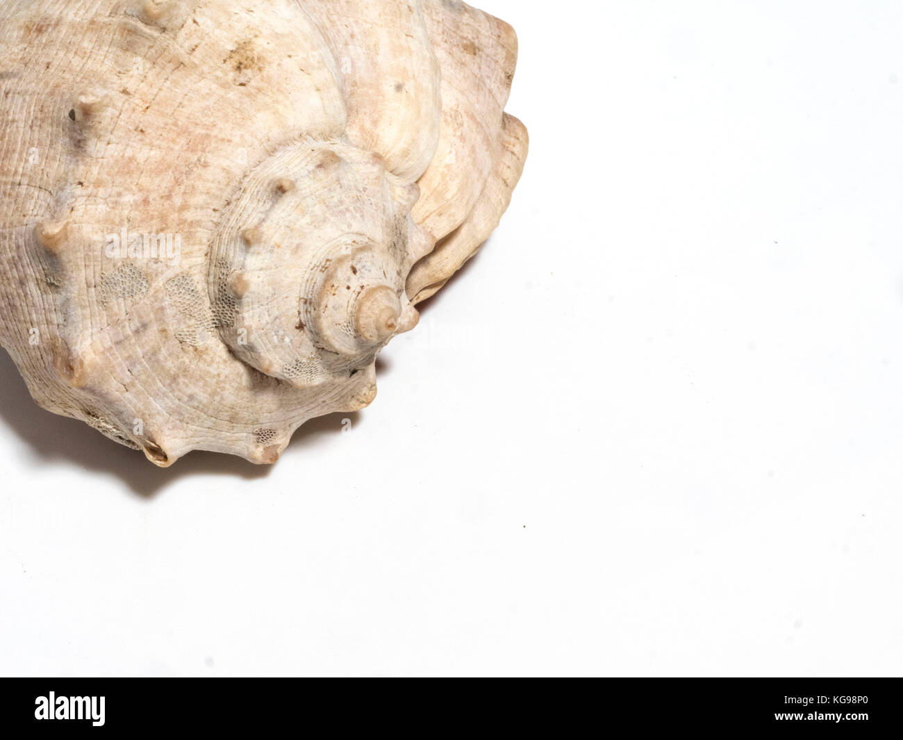 Rapan shell isolated on white background Stock Photo - Alamy