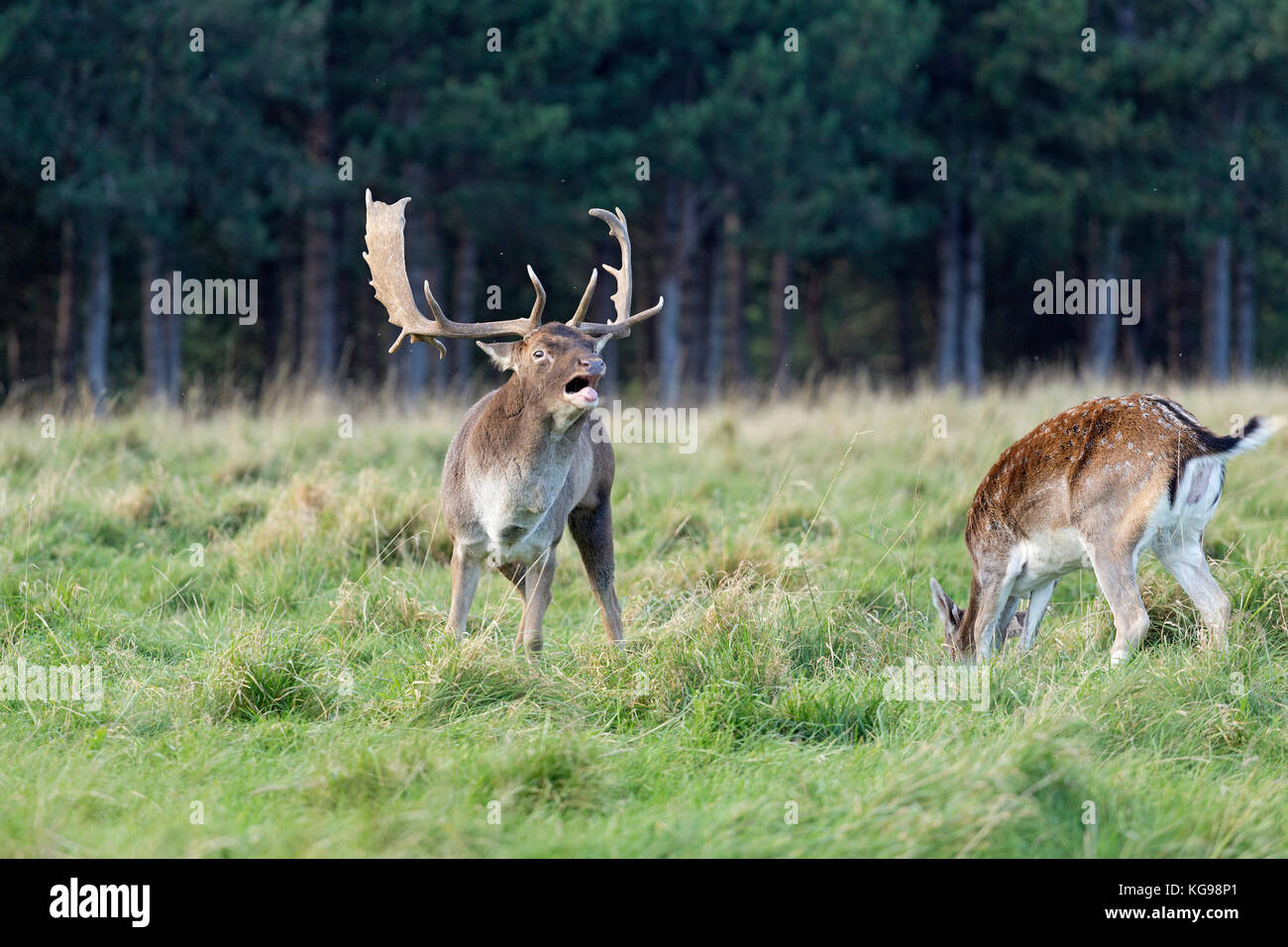 fallow deer (Dama dama) at Phoenix Park, Dublin, Ireland Stock Photo ...