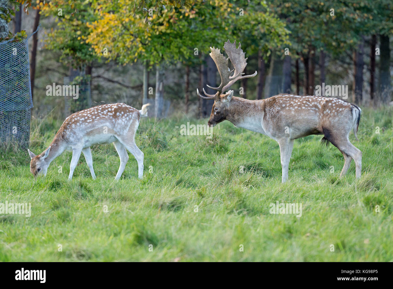 fallow deer (Dama dama) at Phoenix Park, Dublin, Ireland Stock Photo ...