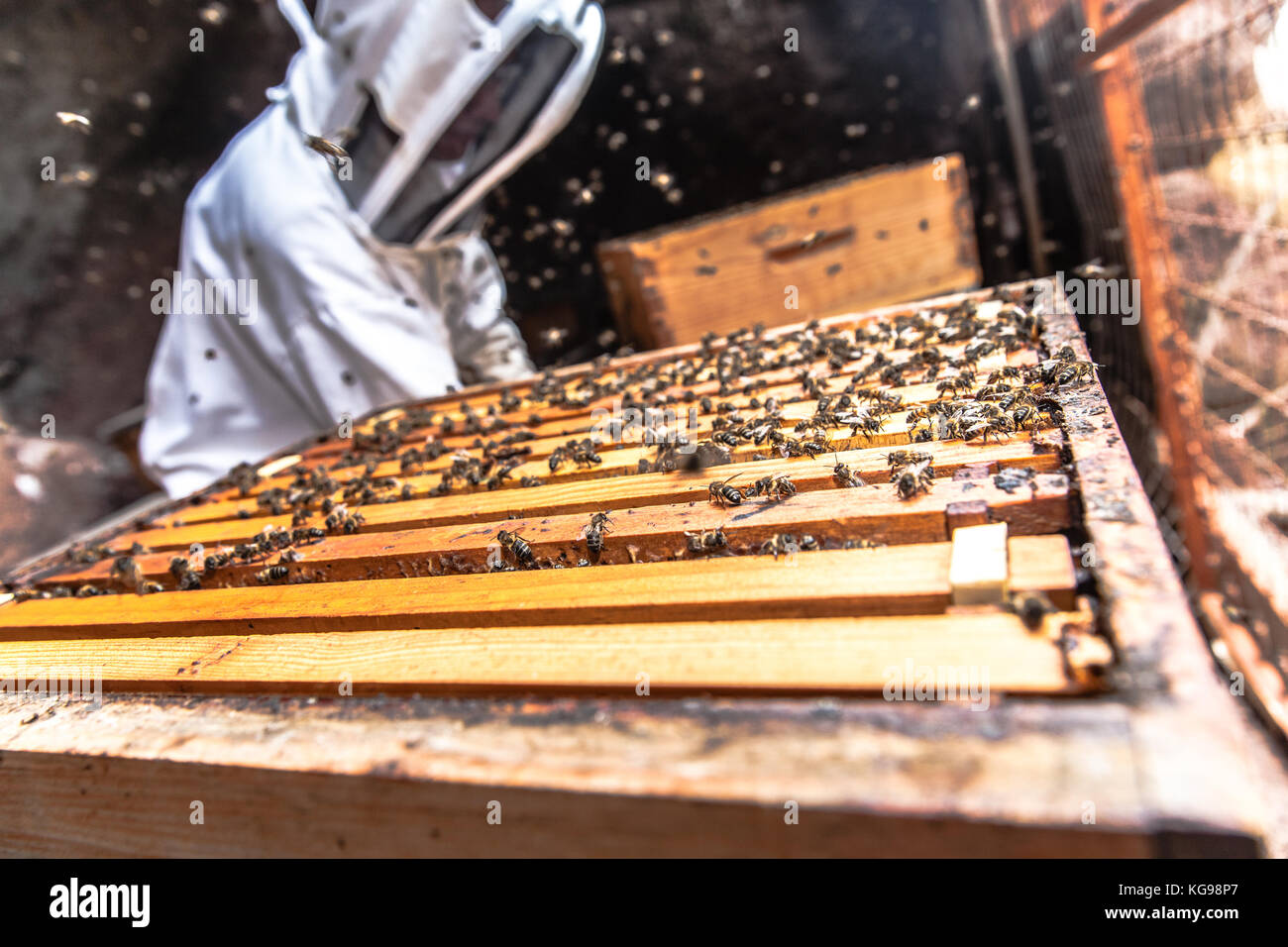 beekeeper working a honey beehive Stock Photo - Alamy