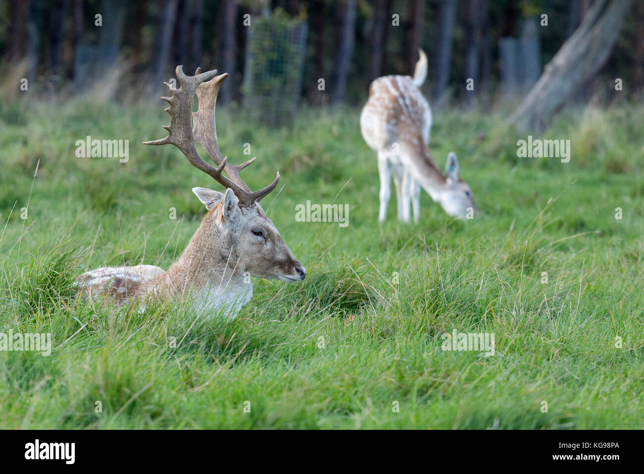 fallow deer (Dama dama) at Phoenix Park, Dublin, Ireland Stock Photo ...