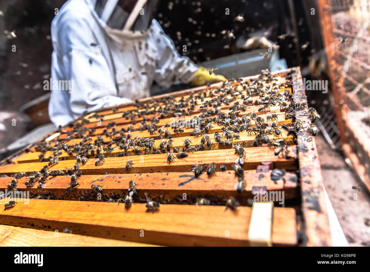 beekeeper working a honey beehive Stock Photo - Alamy
