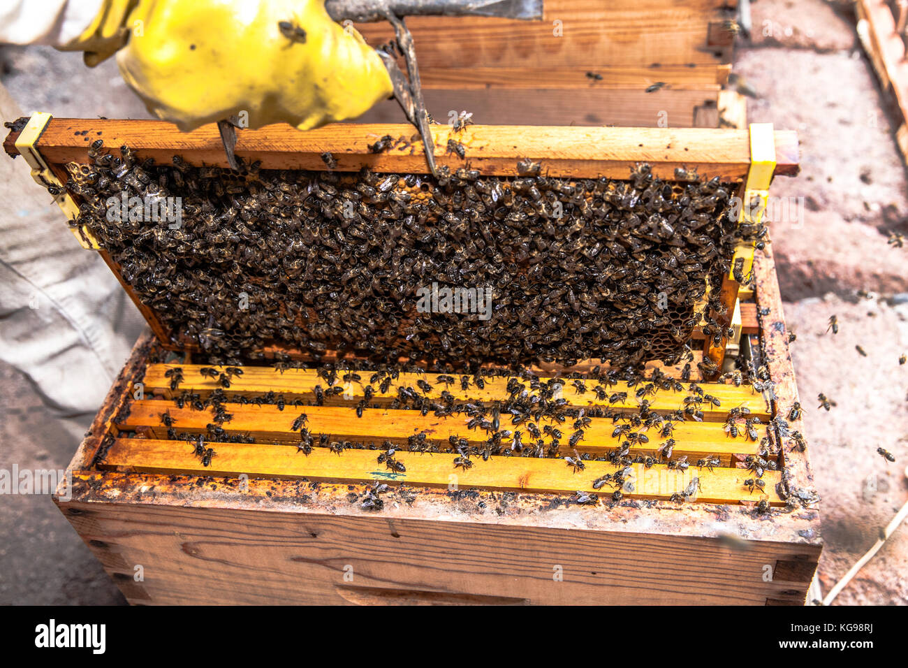 beekeeper working a honey beehive Stock Photo - Alamy