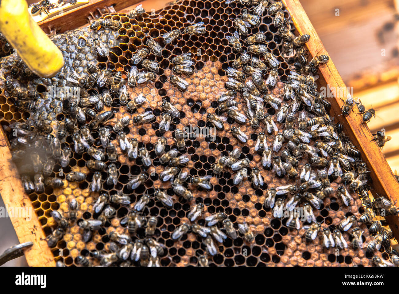 beekeeper working a honey beehive Stock Photo - Alamy