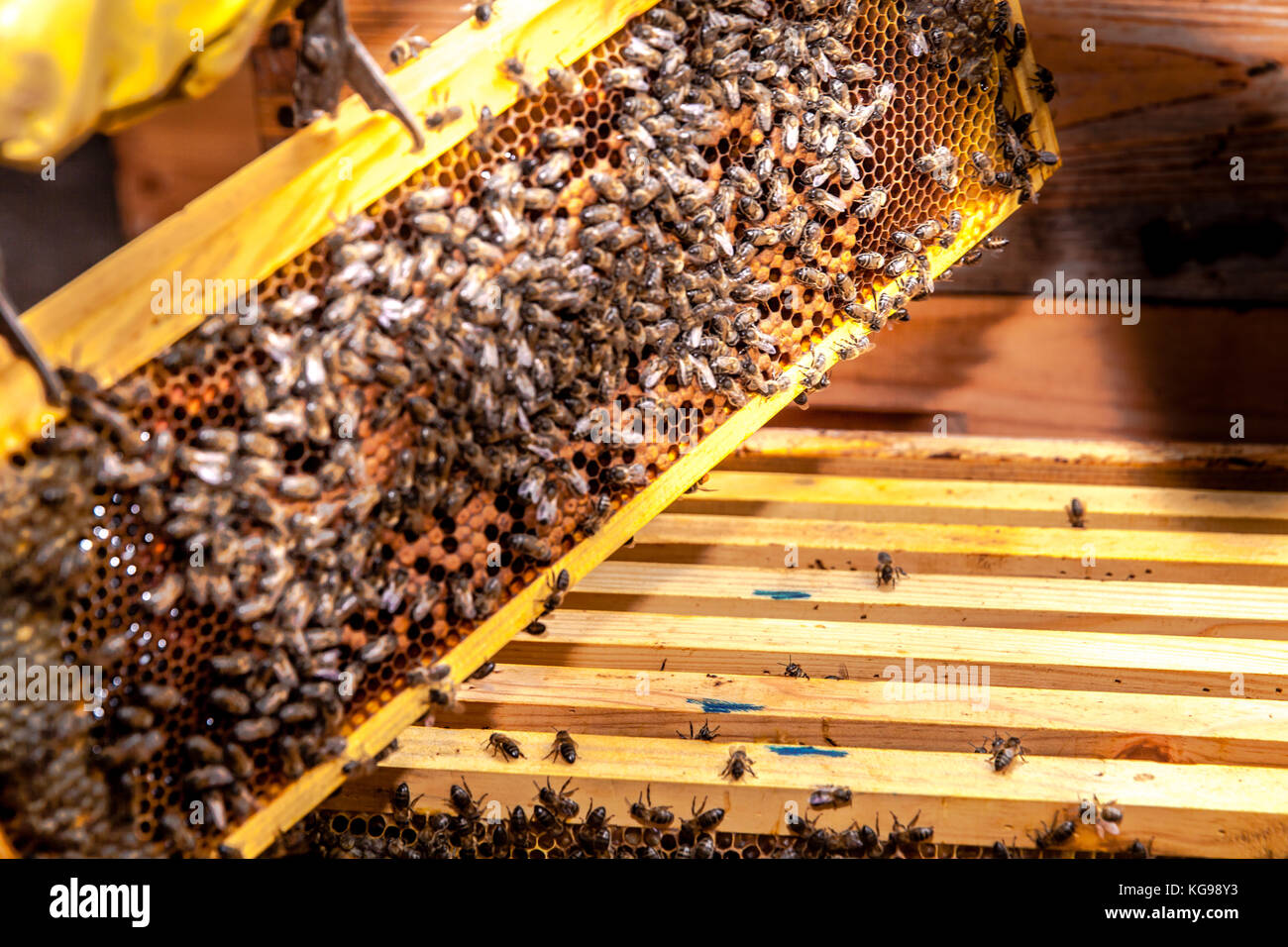 beekeeper working a honey beehive Stock Photo - Alamy