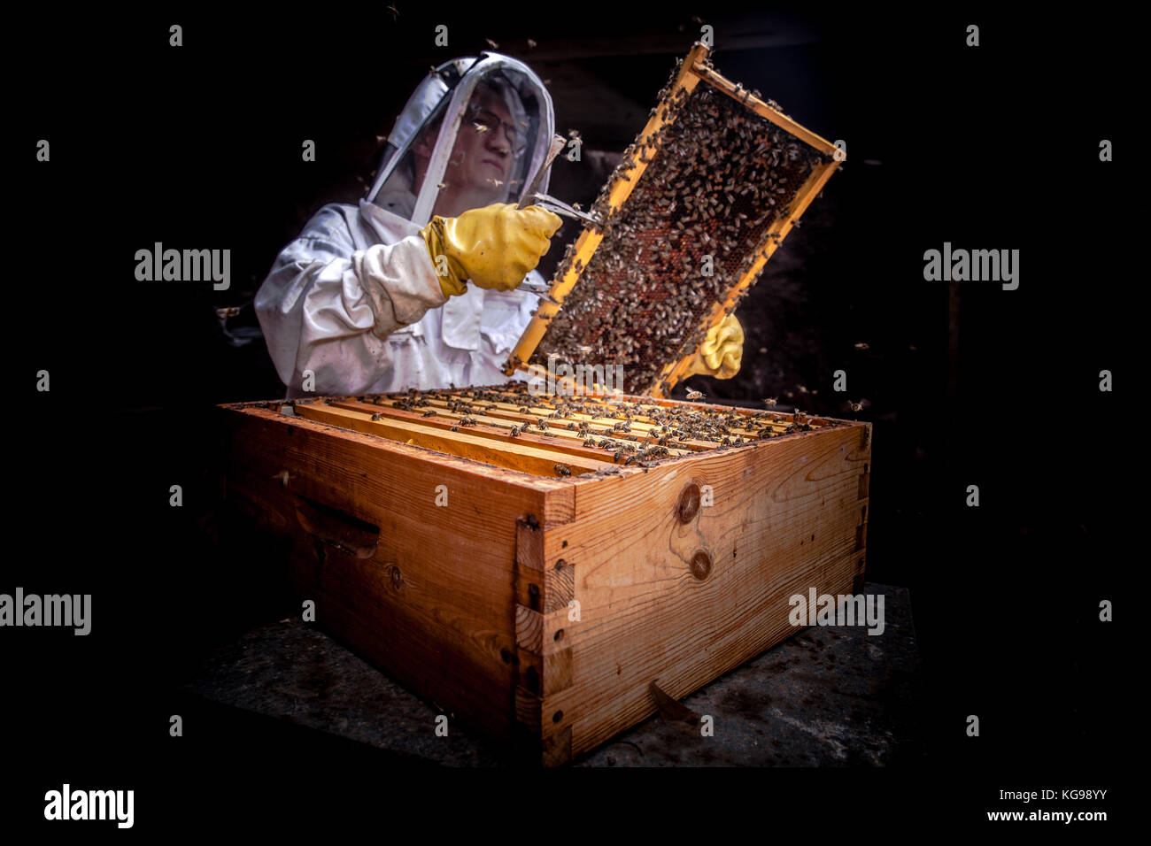 beekeeper working a honey beehive Stock Photo - Alamy