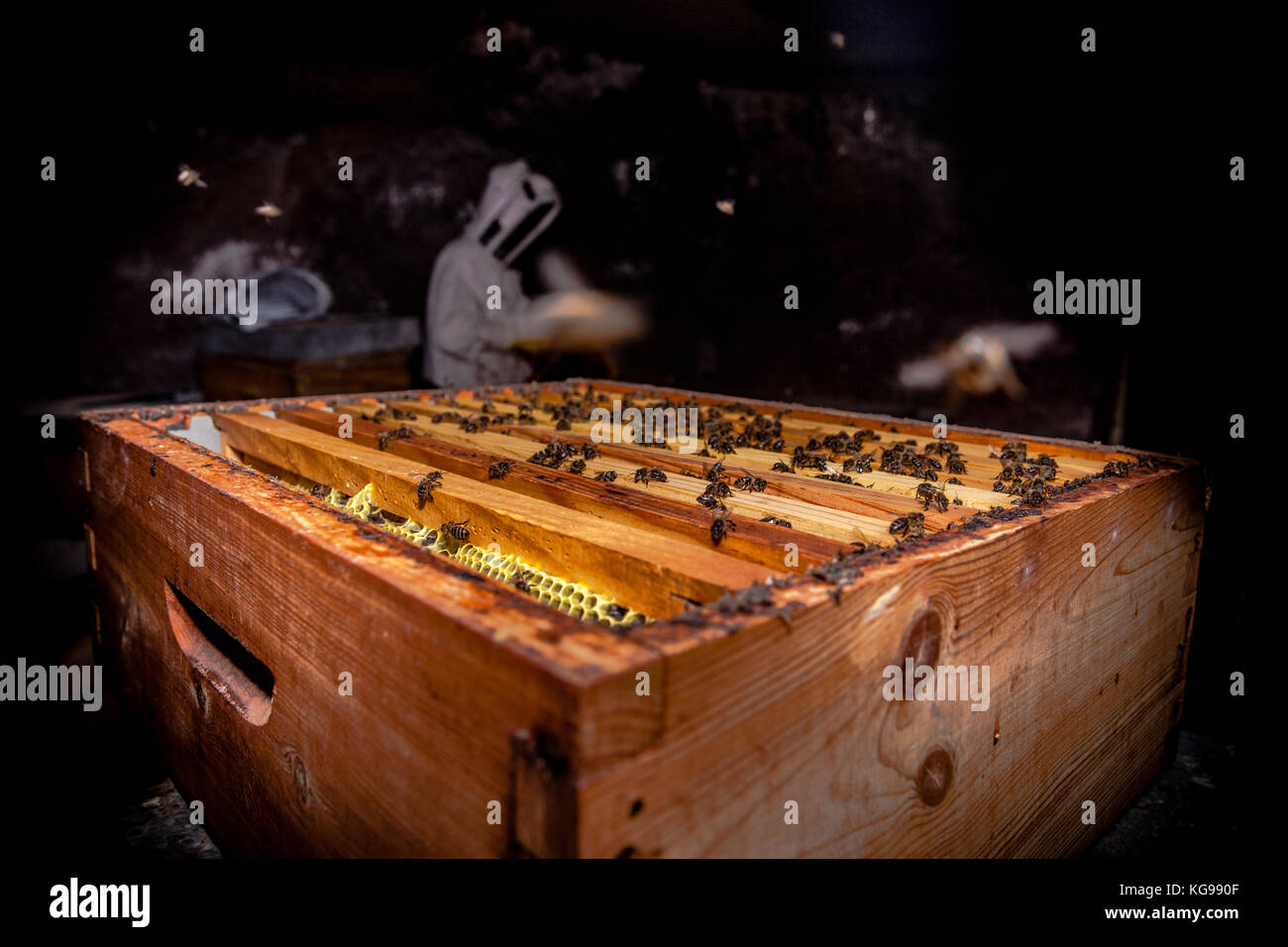 beekeeper working a honey beehive Stock Photo - Alamy