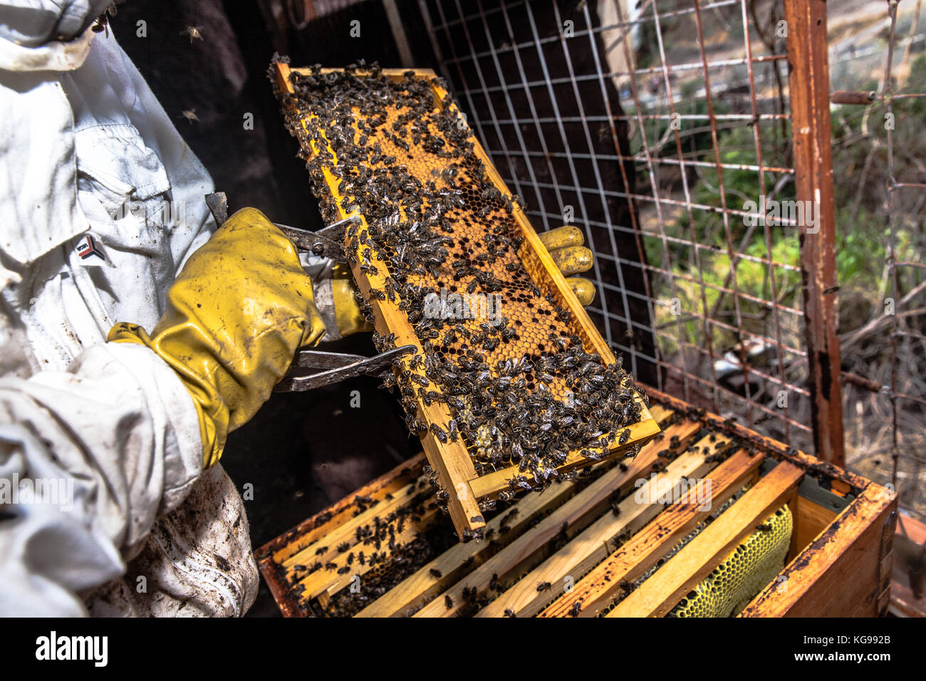 beekeeper working a honey beehive Stock Photo - Alamy