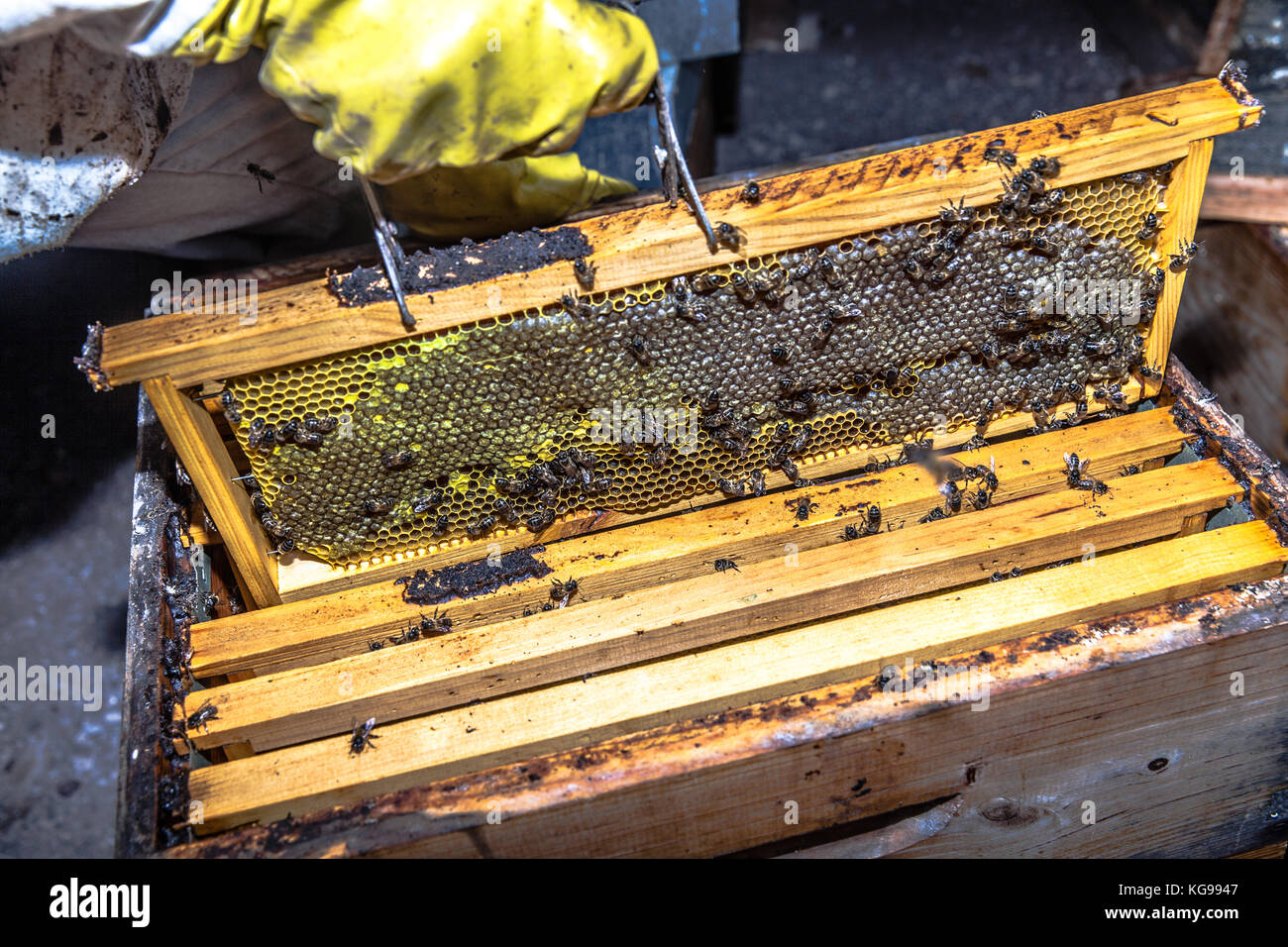 beekeeper working a honey beehive Stock Photo - Alamy