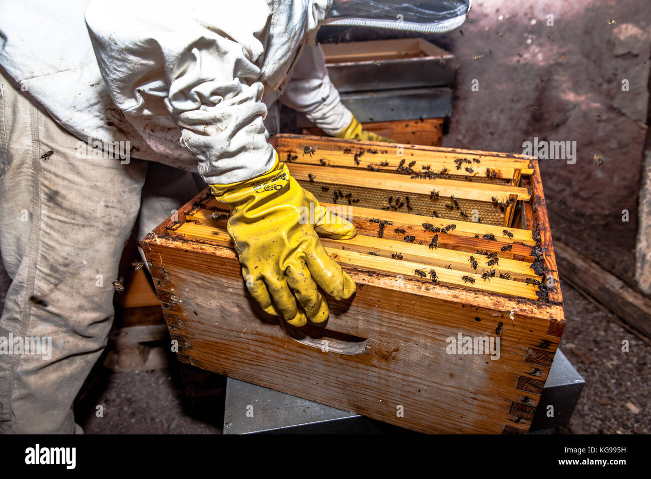 beekeeper working a honey beehive Stock Photo - Alamy