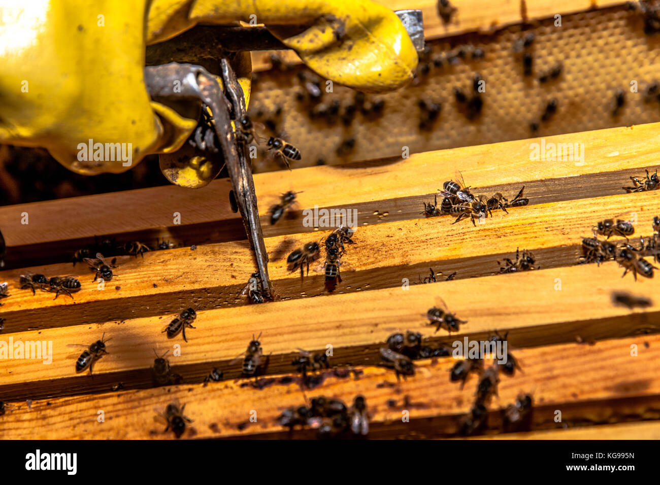 beekeeper working a honey beehive Stock Photo - Alamy