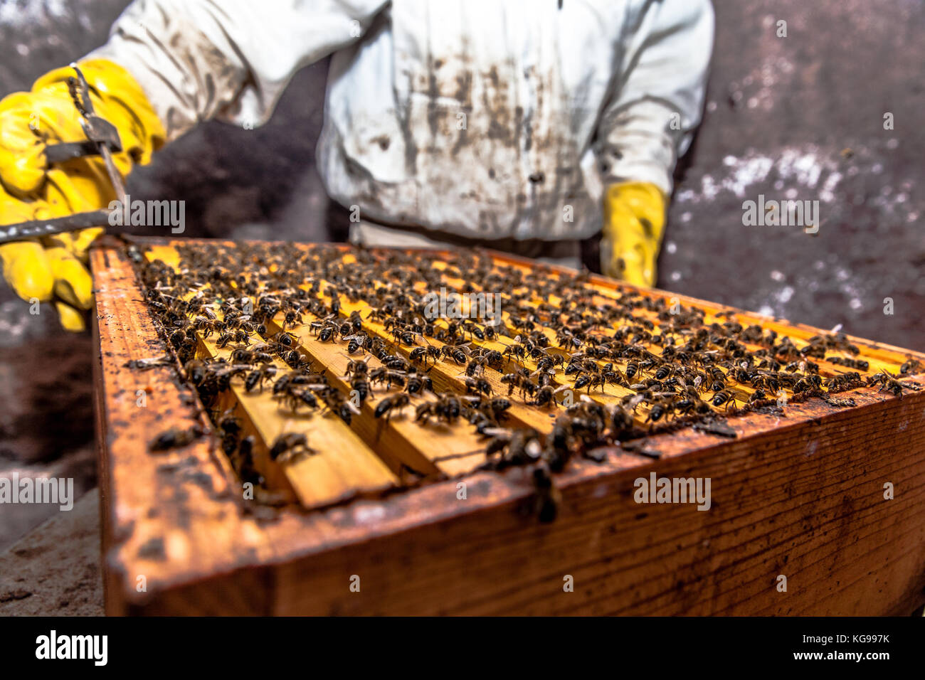 beekeeper working a honey beehive Stock Photo - Alamy