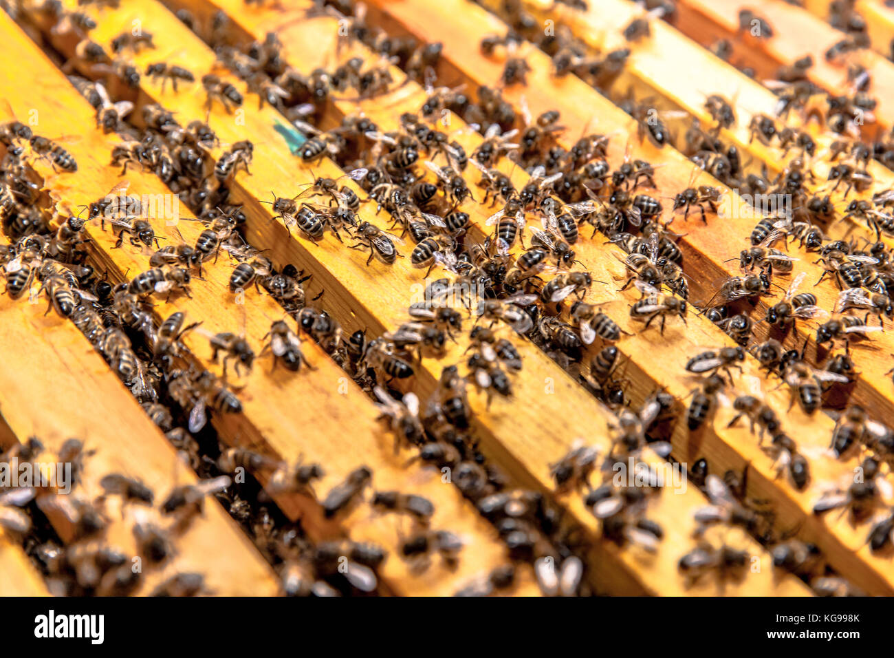 beekeeper working a honey beehive Stock Photo - Alamy